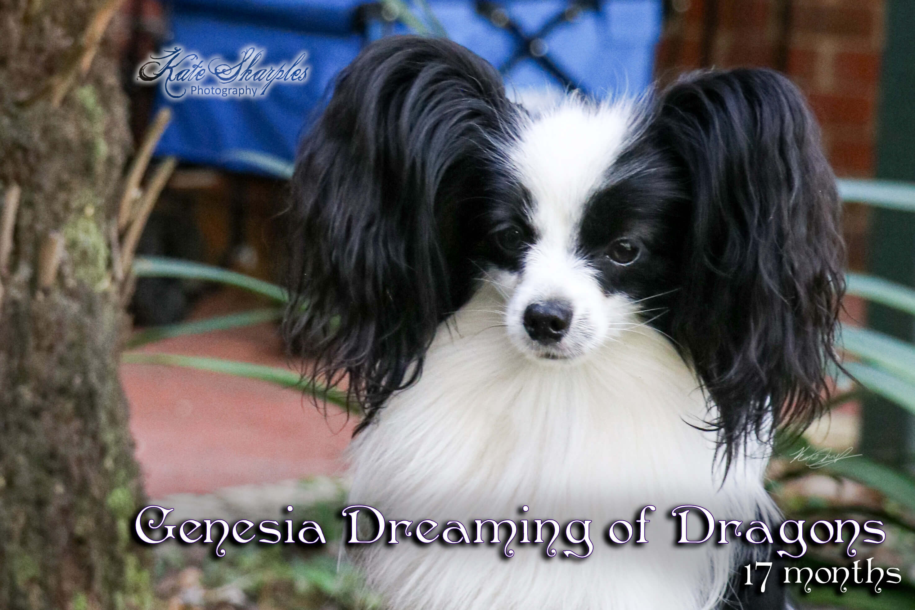 Genesia Dreaming of Dragons Papillon - Owned by Kate Sharples