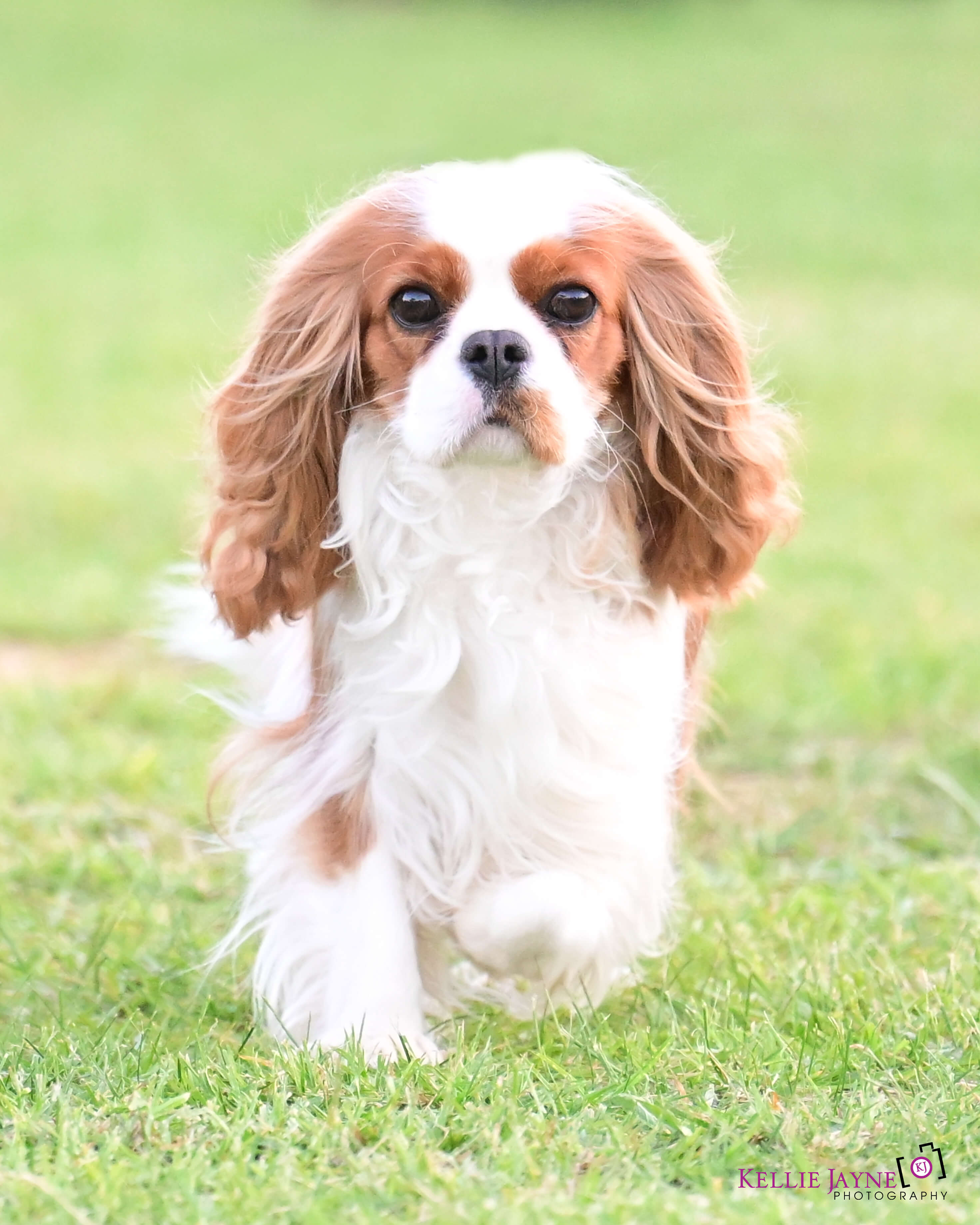 Aust. Ch. Daventri Fire Lily Cavalier King Charles Spaniel - Owned by ...