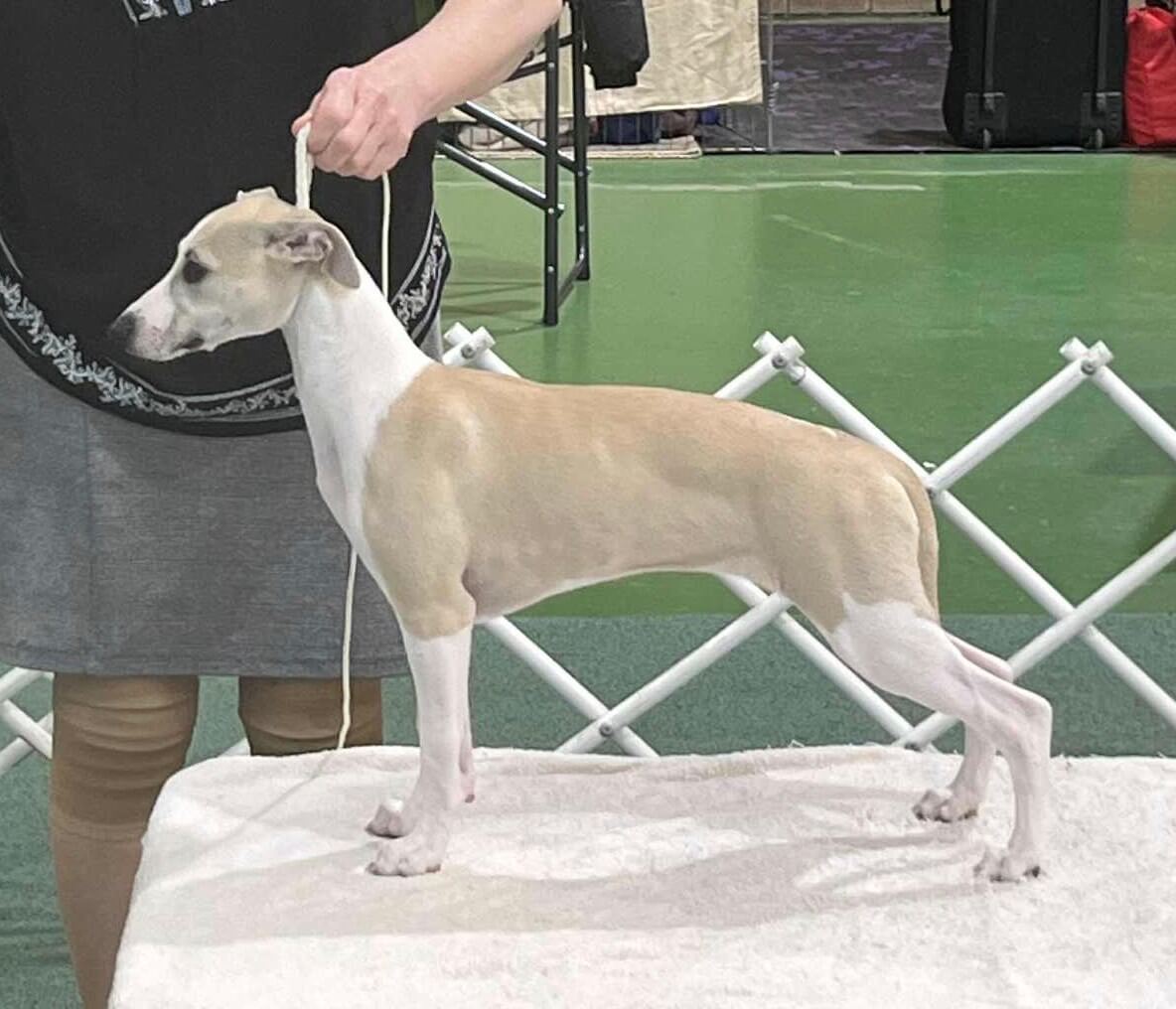 Whippawill Pink Cadillac Whippet - Owned by Michelle Williams