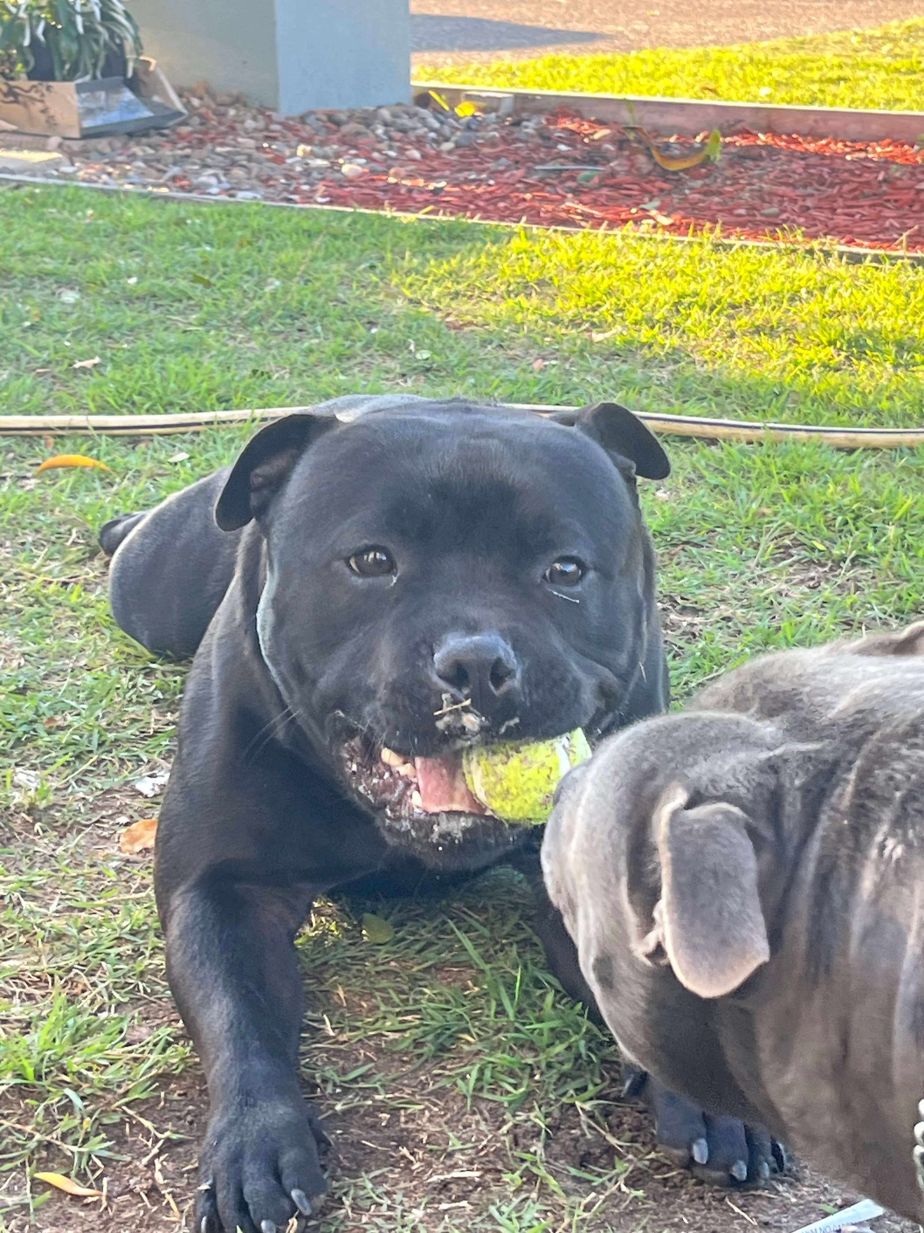 Matterstaff Valor Brutus Staffordshire Bull Terrier - Owned by Shelley ...