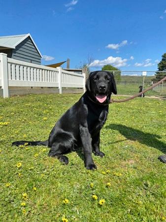 Labrador Retriever Old Dogs for Sale