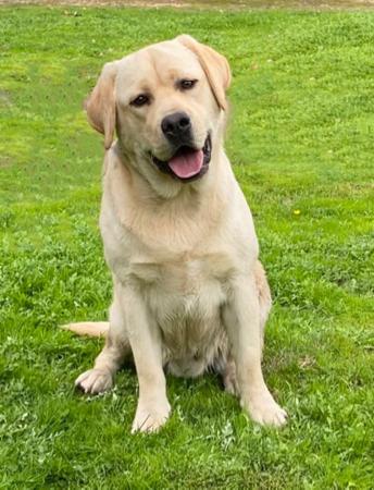 Labrador Retriever Puppies for Sale