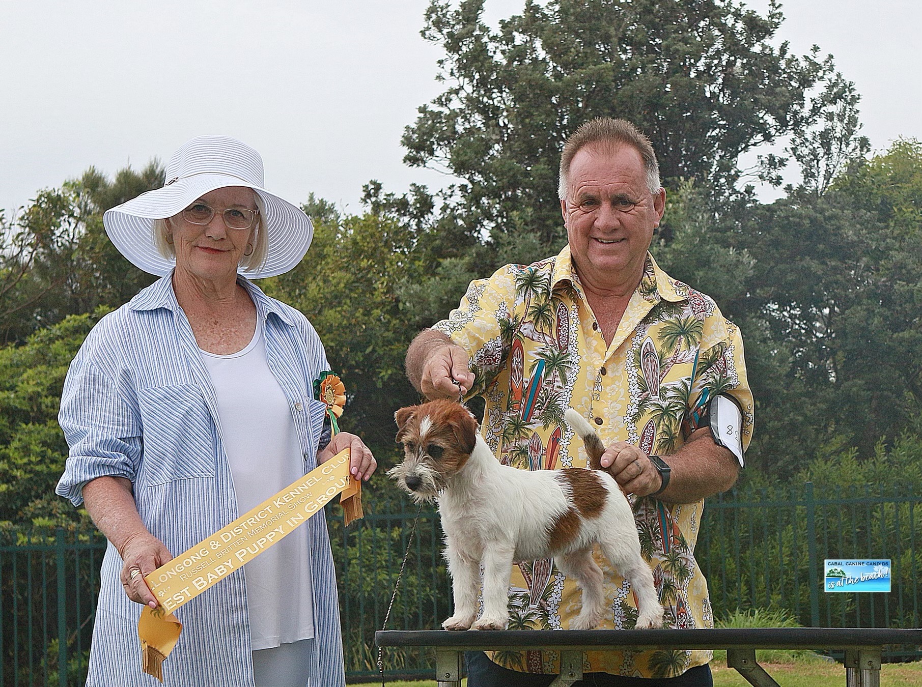 Aust Ch Whatajack Billy Idol Jack Russell Terrier - Owned by Garry Butler