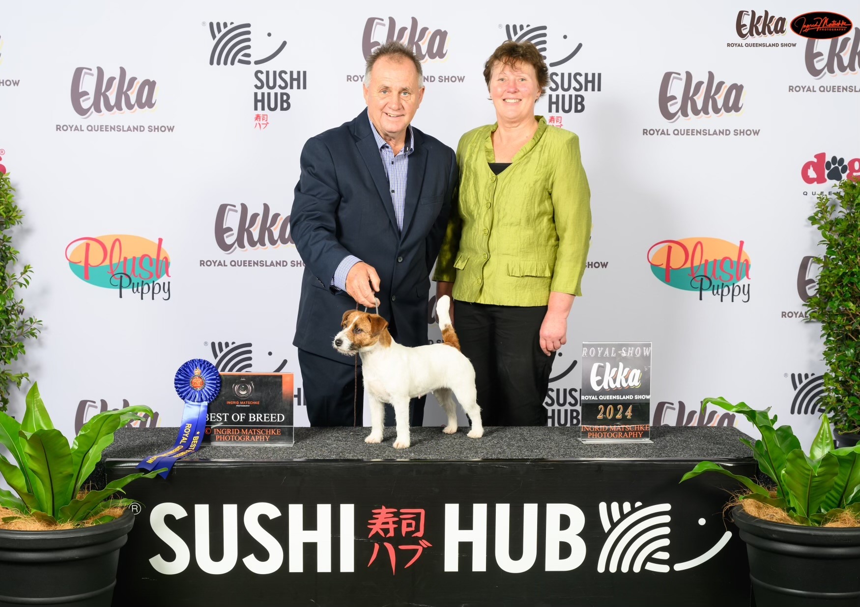 Aust Sup Ch Whatajack Time is Precious Jack Russell Terrier - Owned by ...