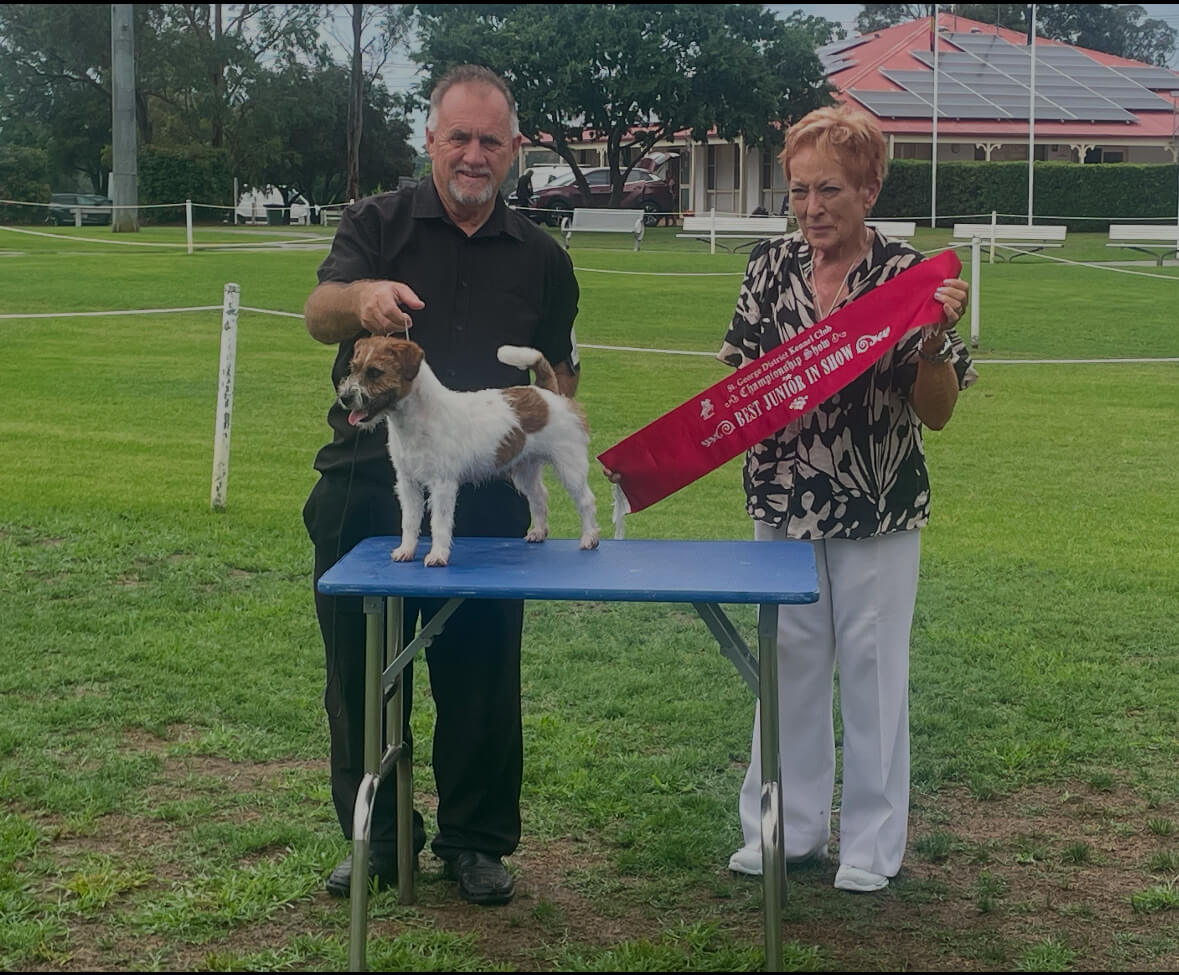 Aust Ch Whatajack Billy Idol Jack Russell Terrier - Owned by Garry Butler