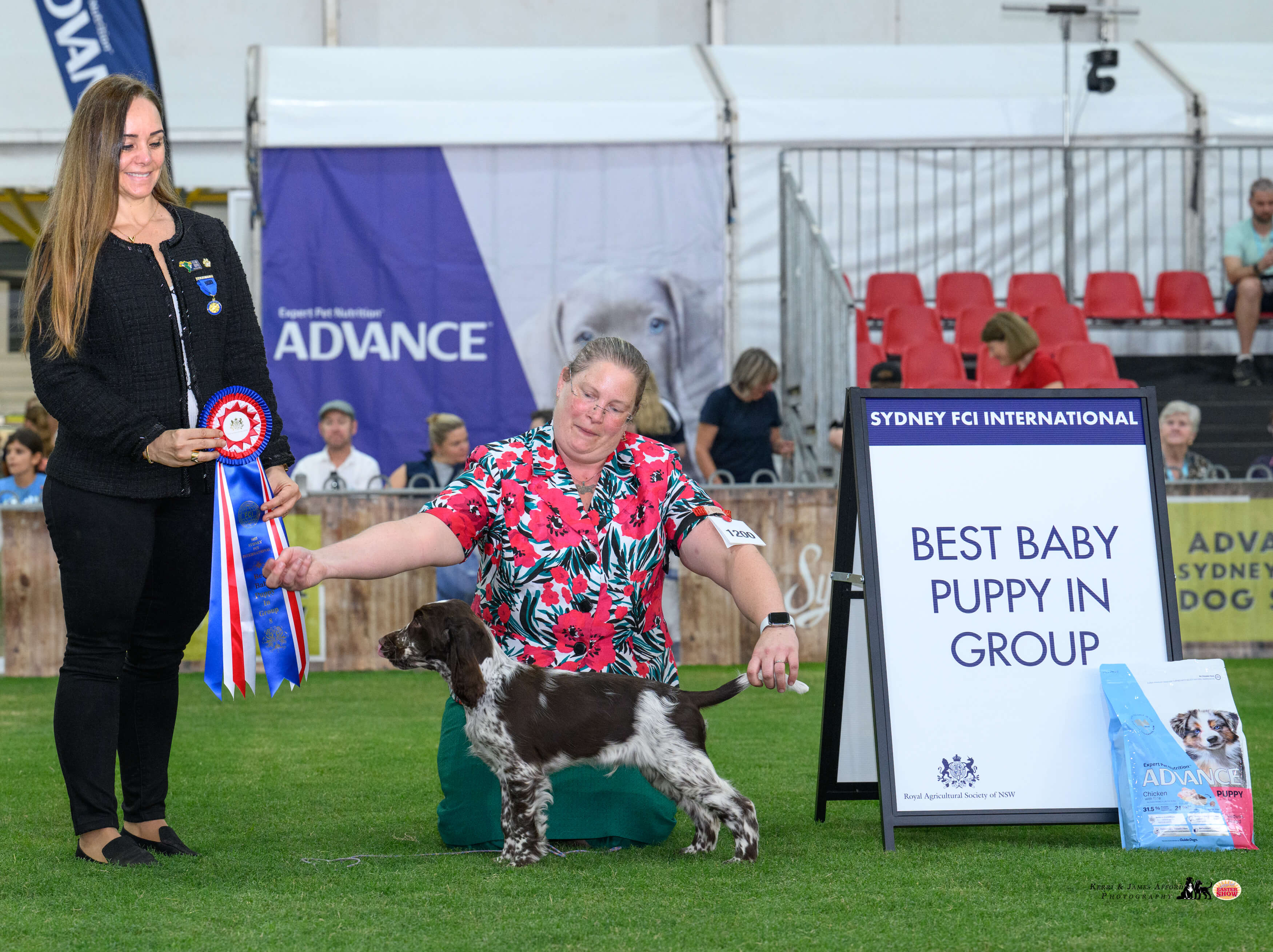 Aust Ch Taniwha School Captain English Springer Spaniel - Owned by ...