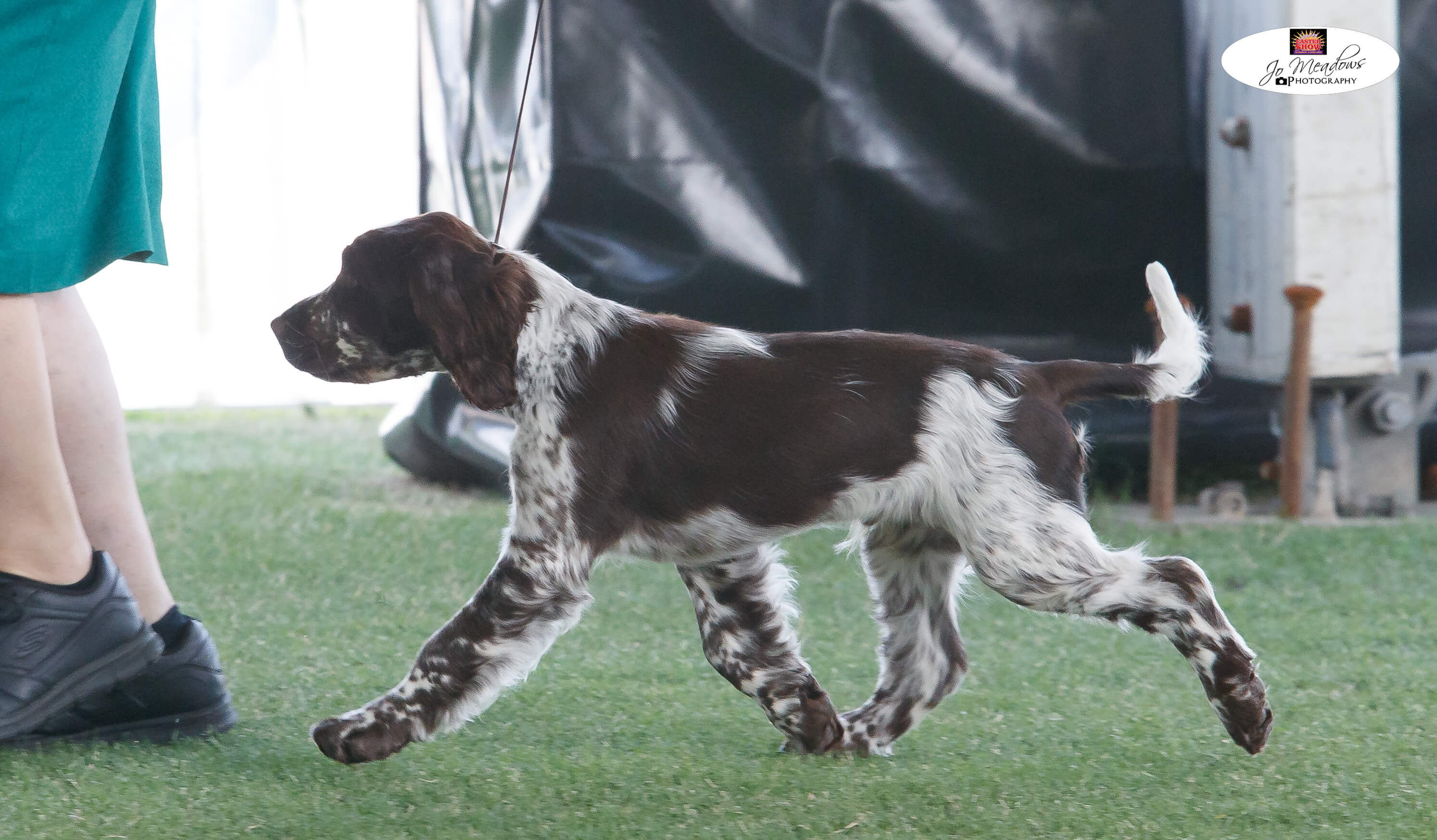 Aust Ch Taniwha School Captain English Springer Spaniel - Owned by ...