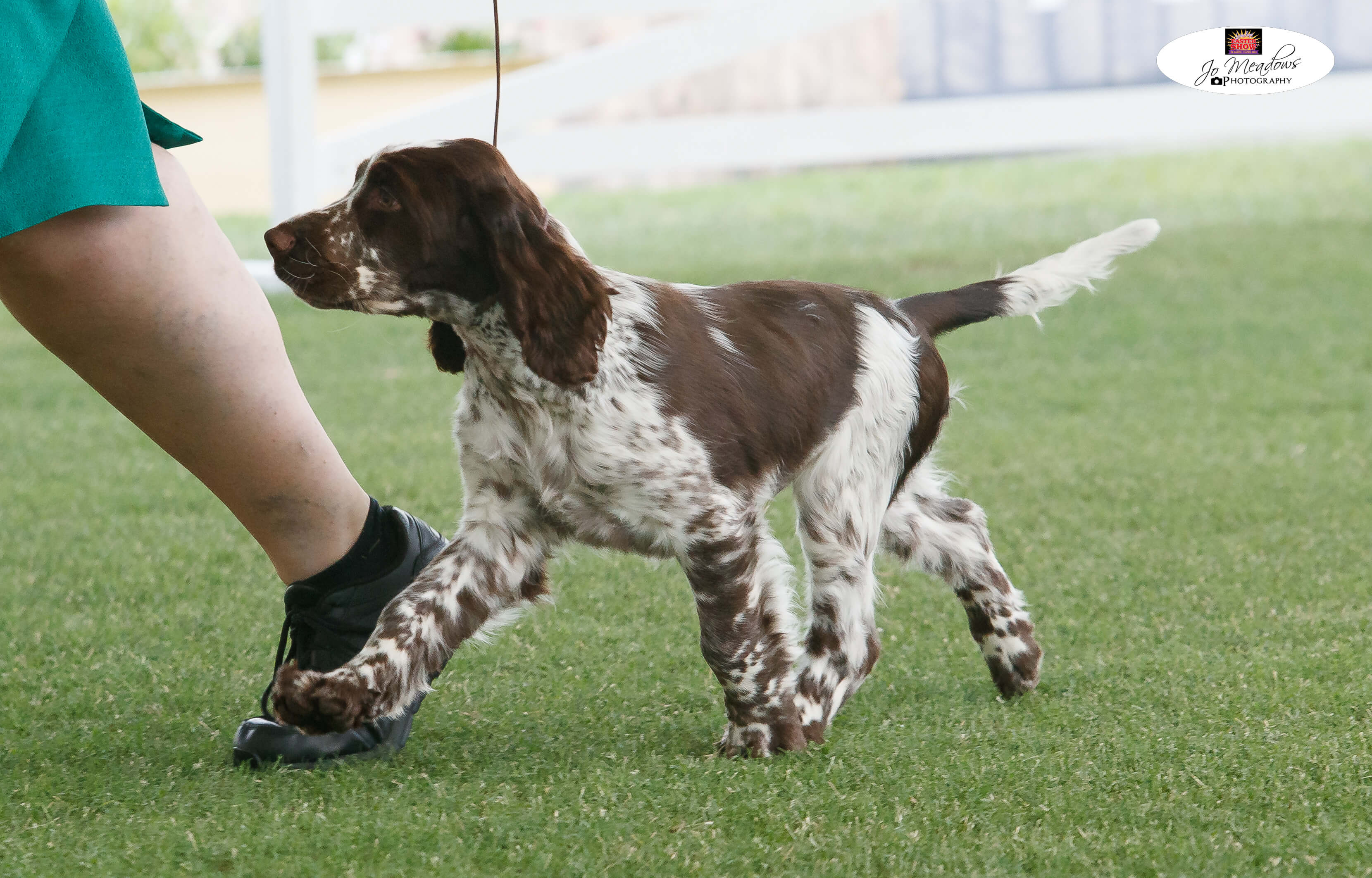 Aust Ch Taniwha School Captain English Springer Spaniel - Owned by ...
