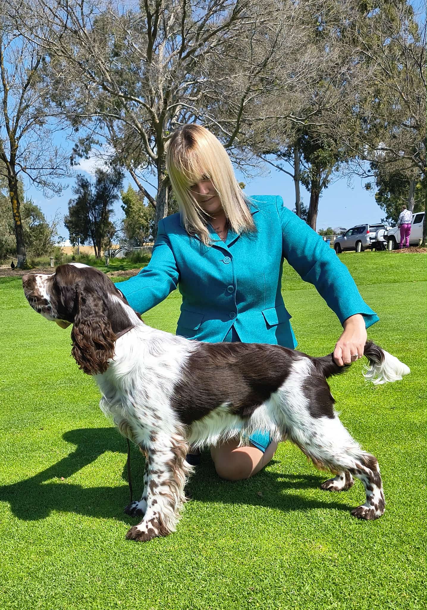 Taniwha Top ATAR English Springer Spaniel - Owned by Caitlin Ryan ...