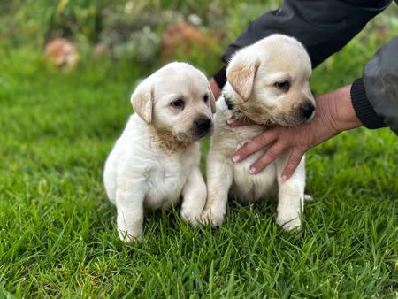 Labrador Retriever Puppies for Sale, QLD