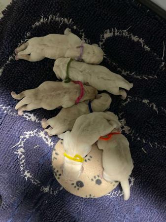 Labrador Retriever Puppies for Sale, QLD