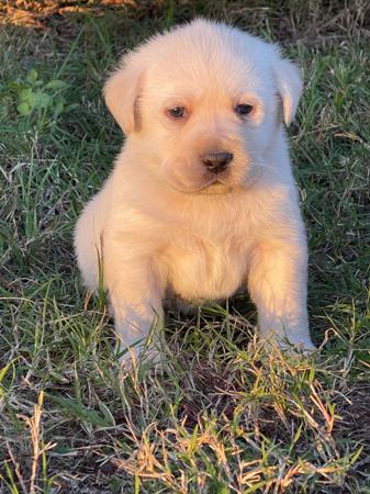 Labrador Retriever Puppies for Sale