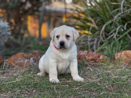 Labrador Retriever Puppies for Sale, QLD