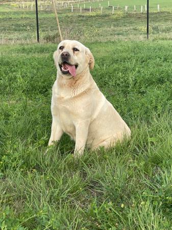 Labrador Retriever Old Dogs for Sale