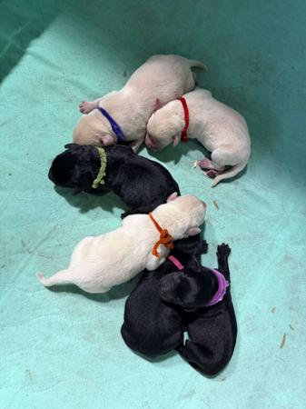 Labrador Retriever Puppies for Sale in Queensland (QLD)