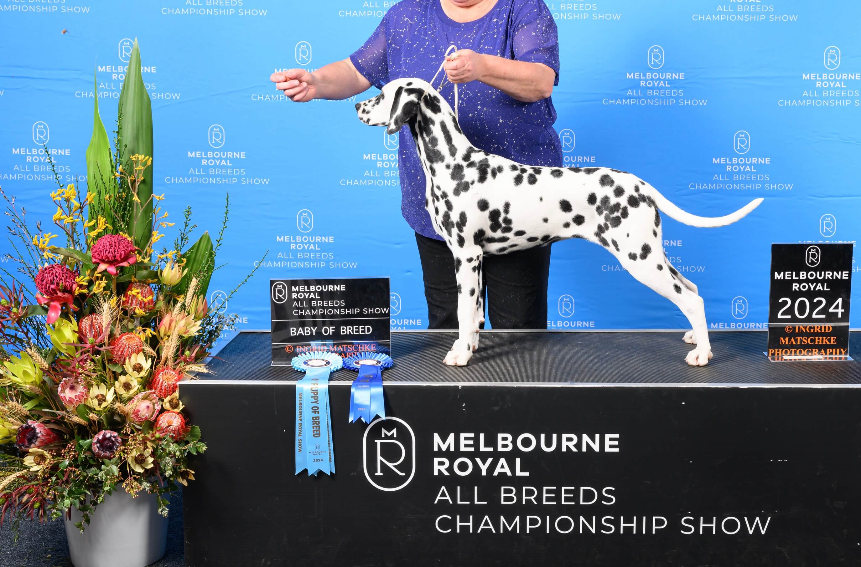 Dimadal Black Satin Dalmatian - Owned by Jenni O Connor