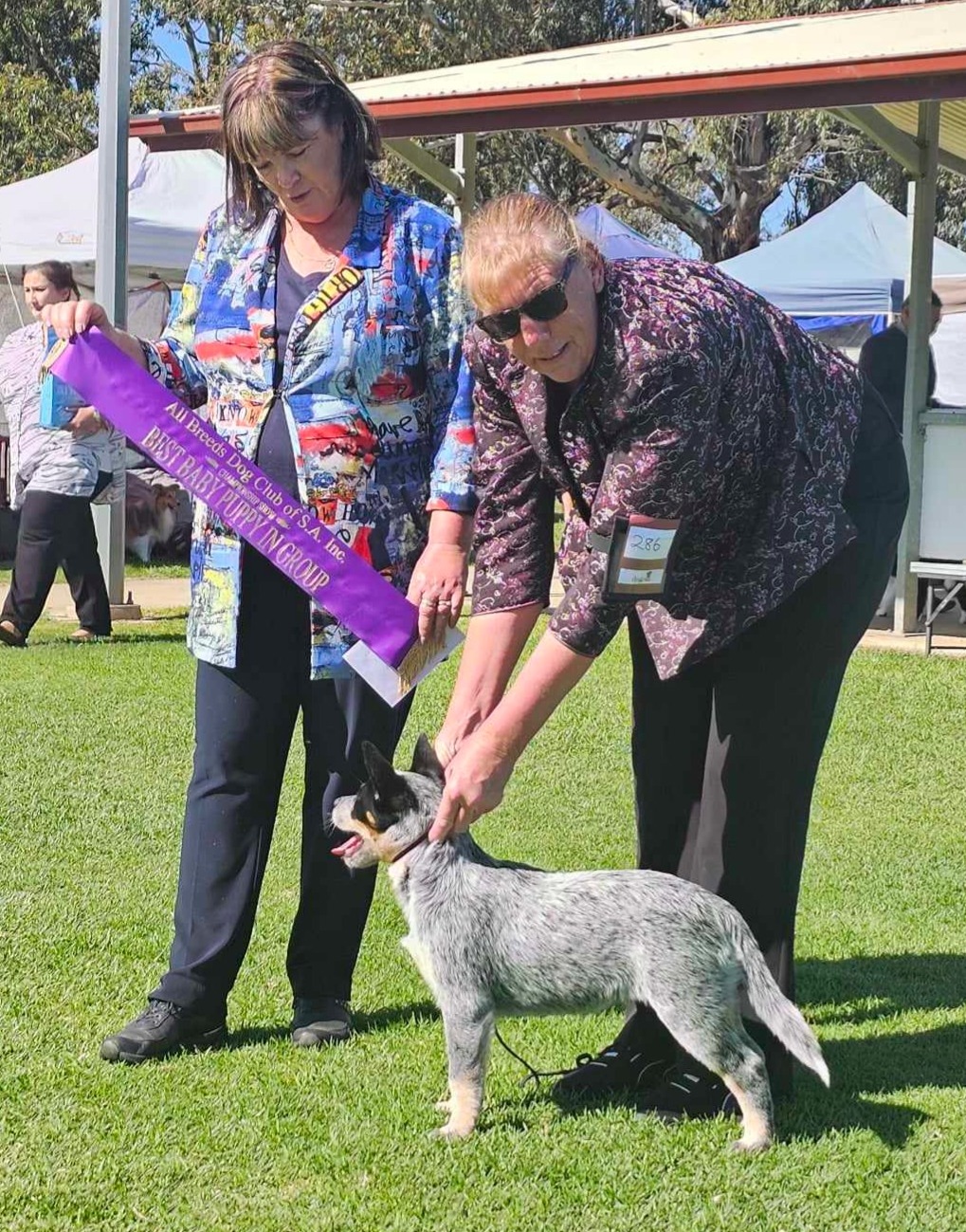 Koolywong Too Hot To Handle Australian Cattle Dog - Owned by Toni Gardiner