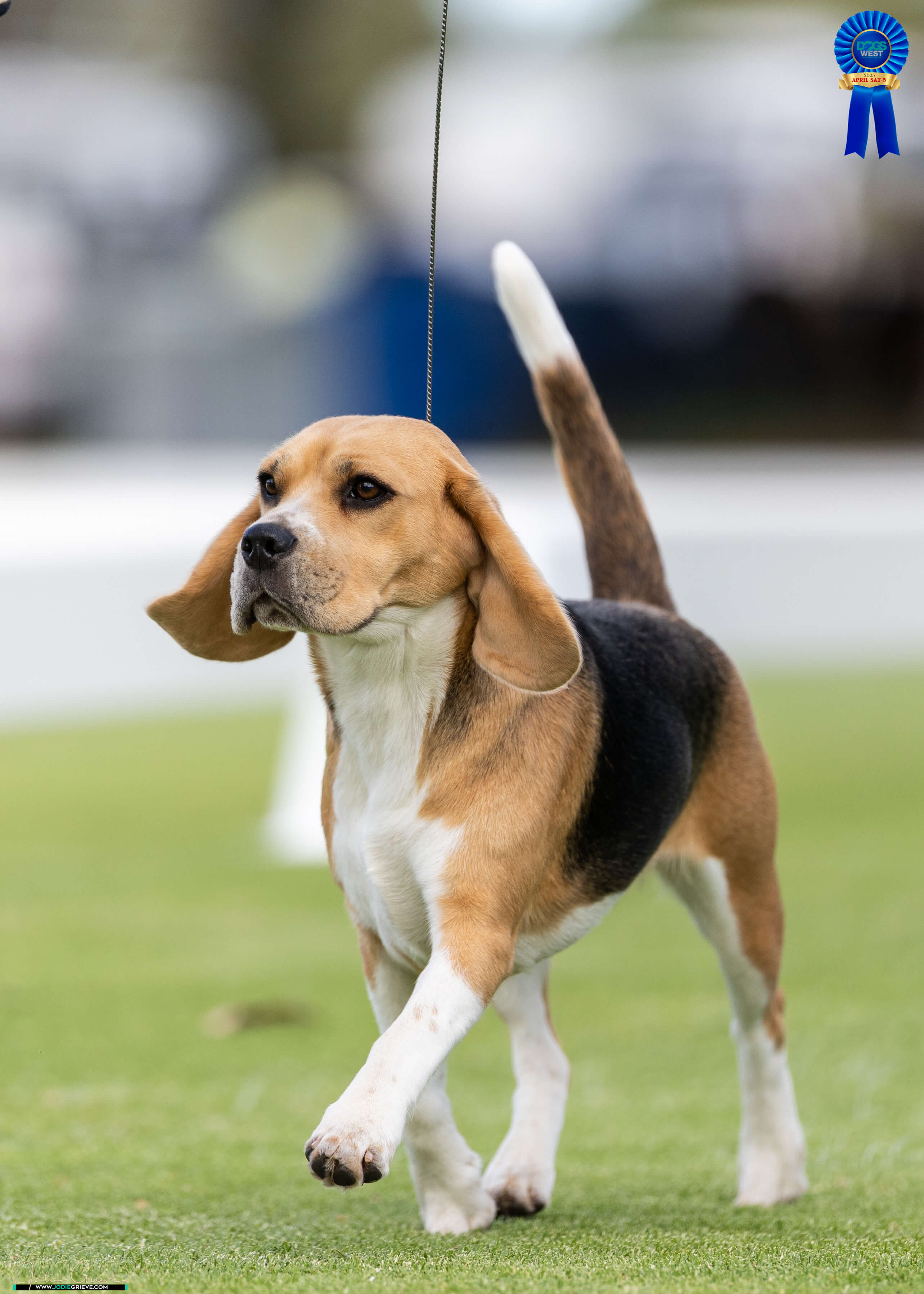 Aust Ch Sligrachan Teds Wee Jam Scone Beagle - Owned by Sligrachan Kennels