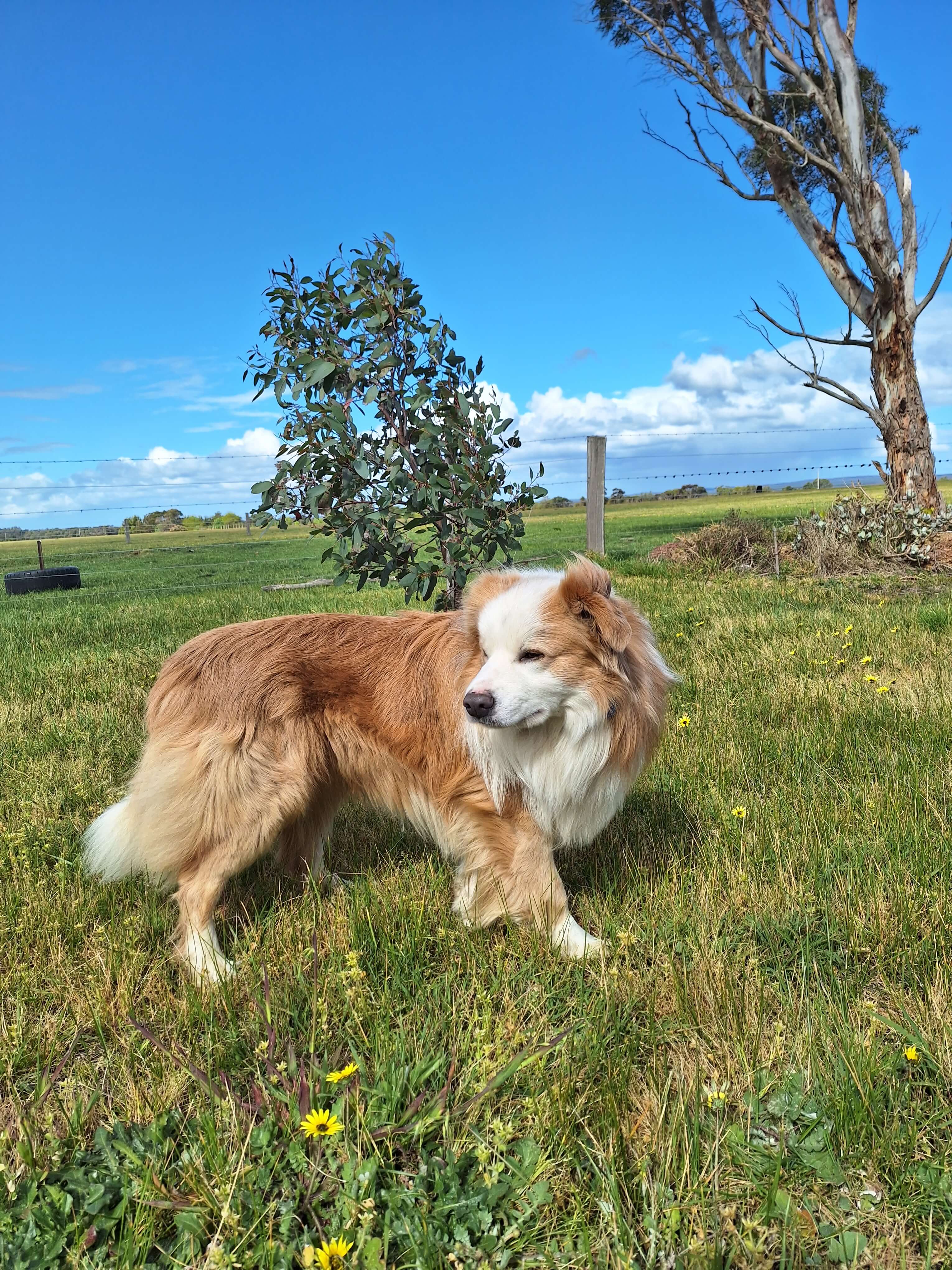 Maraloy Levi Border Collie - Owned by P & J Gray