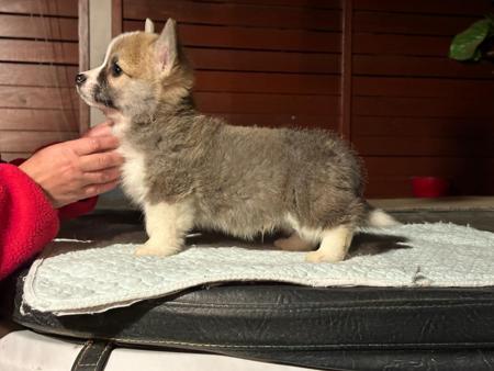 Welsh Corgi Puppies for Sale