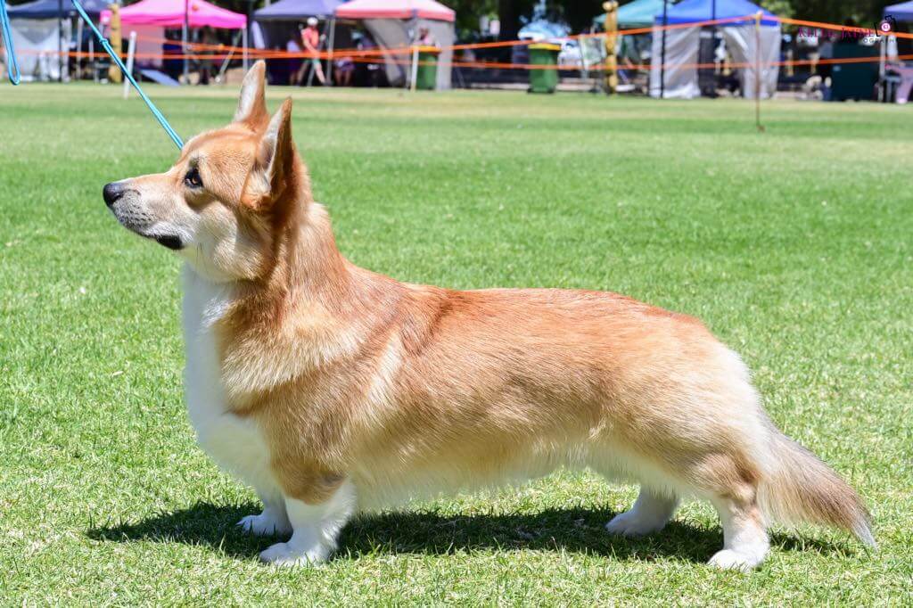 Jesacapem Icarus Intothe Light Welsh Corgi (Pembroke) - Owned by Fionna ...
