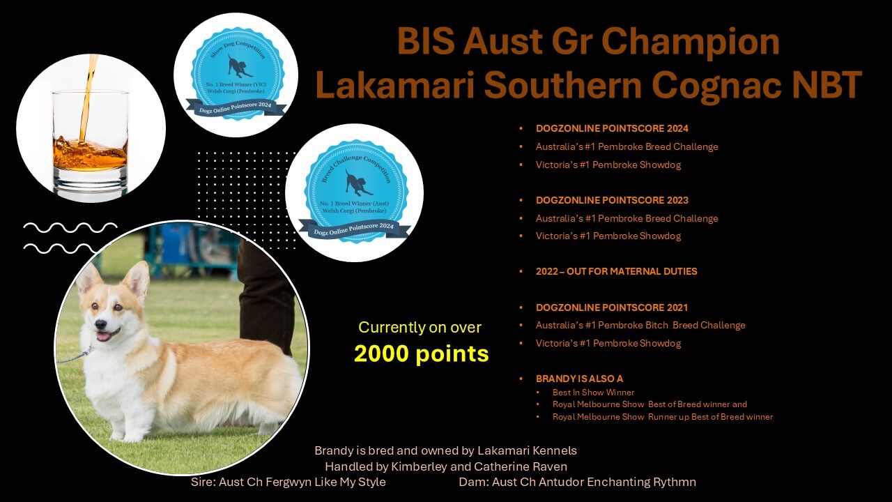MBIS Supreme Ch Lakamari Southern Cognac NBT Welsh Corgi (Pembroke ...