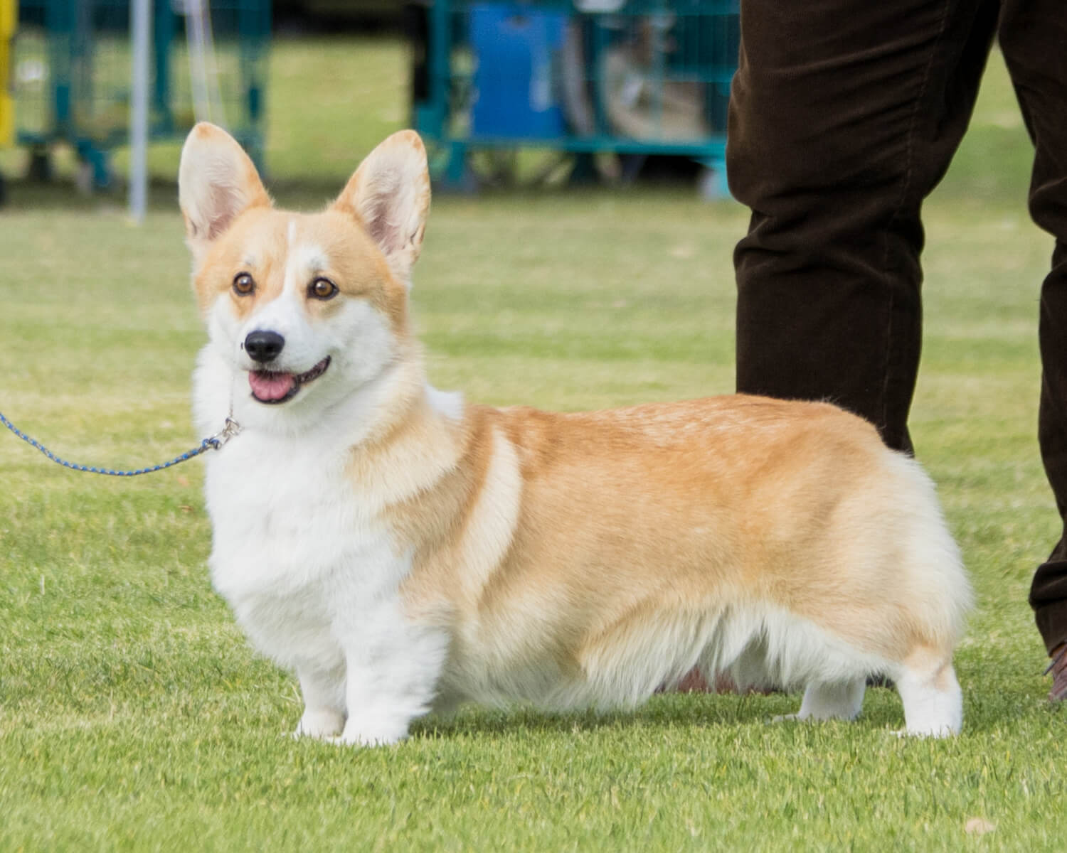 MBIS Supreme Ch Lakamari Southern Cognac NBT Welsh Corgi (Pembroke ...