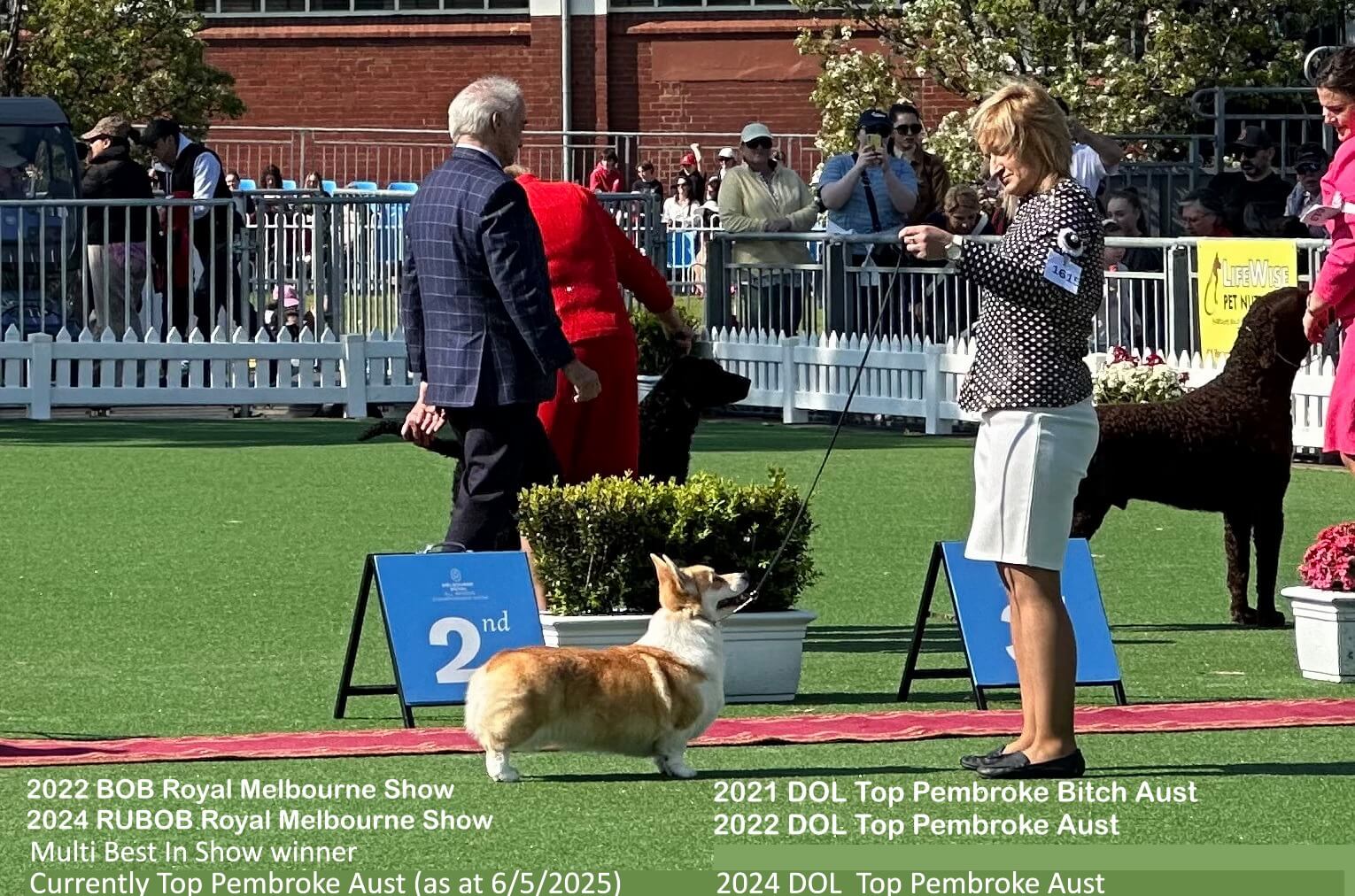 MBIS Supreme Ch Lakamari Southern Cognac NBT Welsh Corgi (Pembroke ...