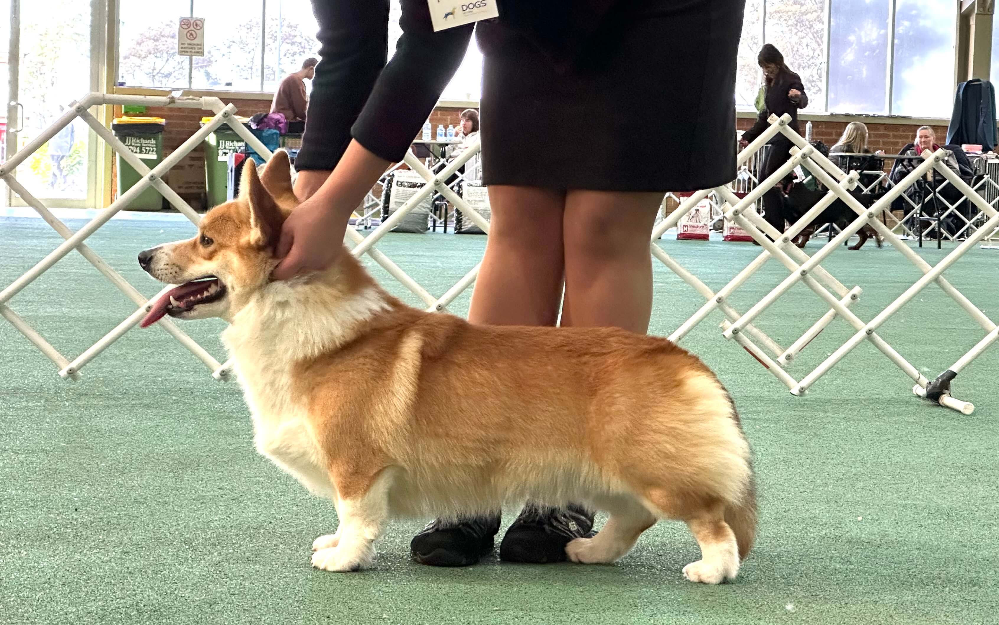 Aust Ch Lakamari Cognac N Stardust Welsh Corgi (Pembroke) - Owned by Lakamari Kennels