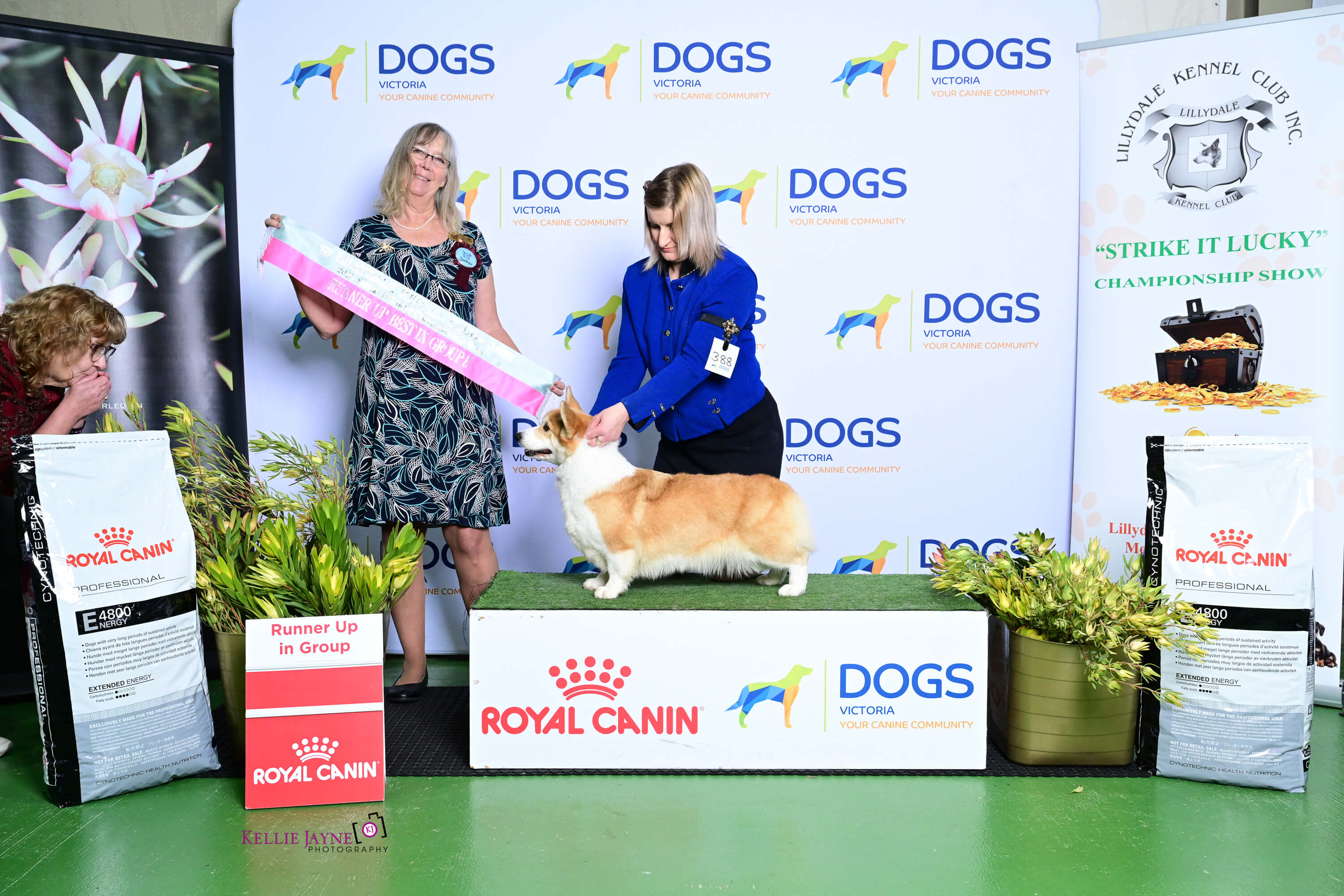 Aust Grand Ch Lakamari Mother Of Dragons NBT Welsh Corgi (Pembroke ...