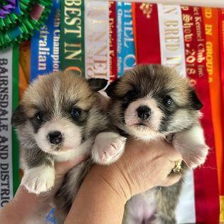 LAKAMARI | Registered Dog Breeder in VIC