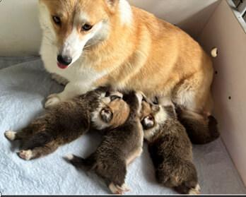 LAKAMARI | Registered Dog Breeder in VIC