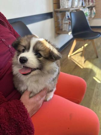 Welsh Corgi Puppies for Sale