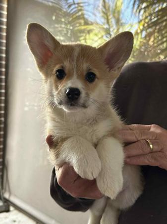 Welsh Corgi (Pembroke) Puppies for Sale in Australia