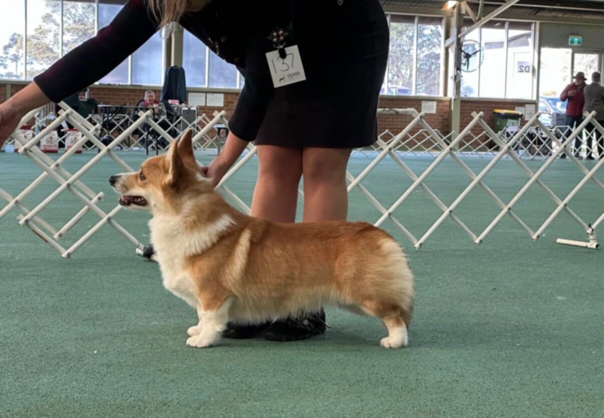 Aust Ch Lakamari Cognac N Stardust Welsh Corgi (Pembroke) - Owned by ...