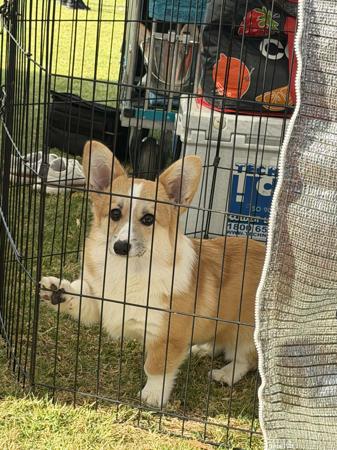 Welsh Corgi (Pembroke) Puppies for Sale in Australia from Responsible ...