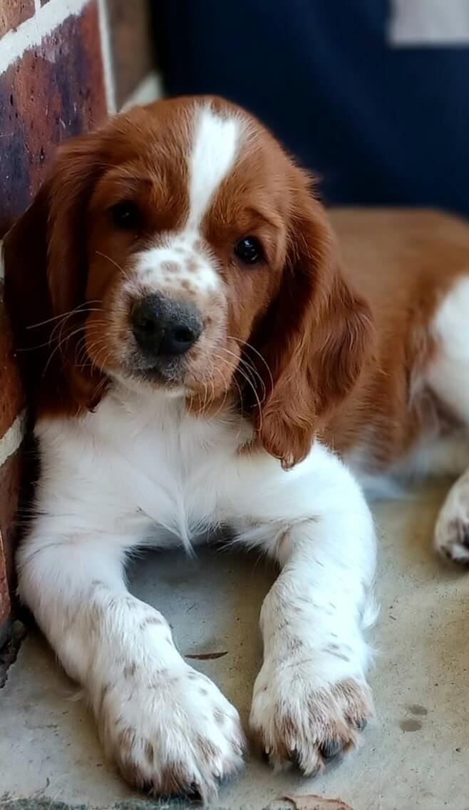 Featherdale Sea of Hearts (AI) Welsh Springer Spaniel - Owned by J S ...