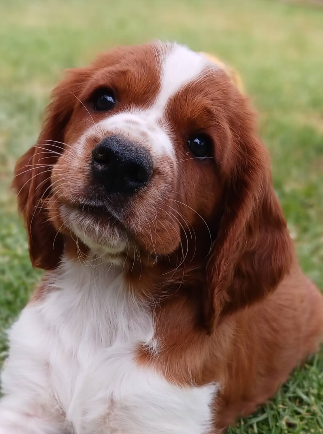 Featherdale Sea of Hearts (AI) Welsh Springer Spaniel - Owned by J S ...