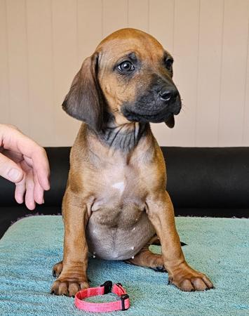 Rhodesian Ridgeback Puppies for Sale
