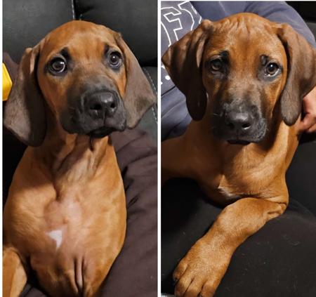 Rhodesian Ridgeback Puppies for Sale