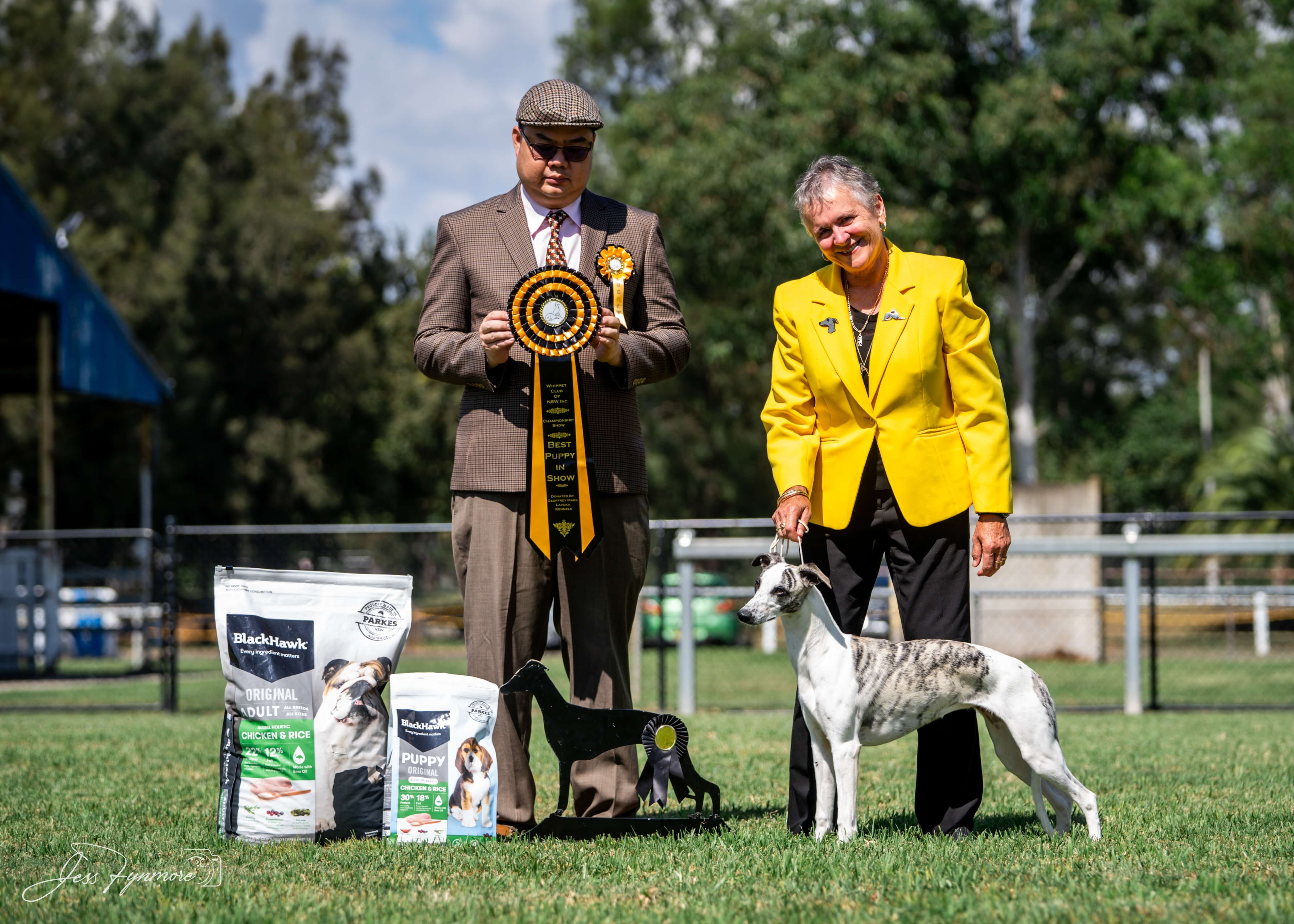 Ingwe Caught In The Moment Whippet - Owned by Ingwe Kennels