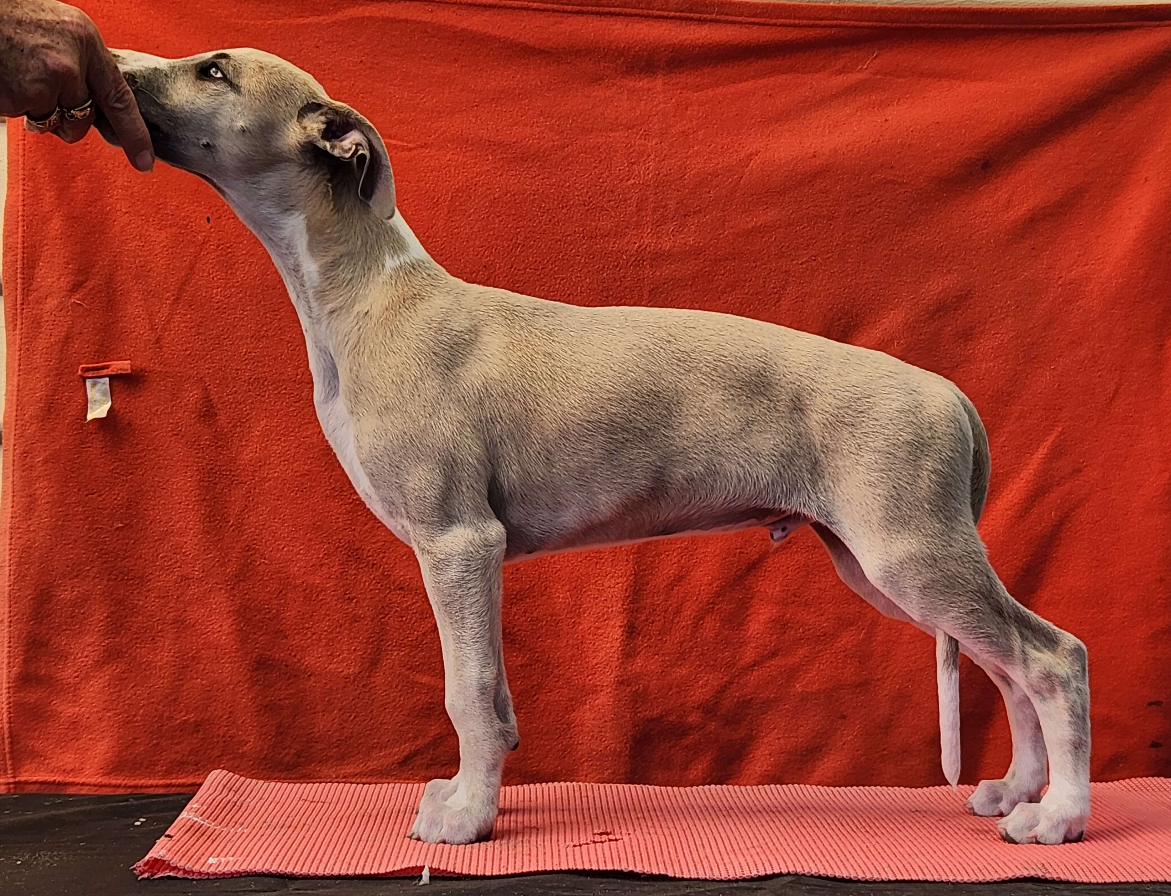 Ingwe Walk On The Wild Side Whippet - Owned by Ingwe Kennels