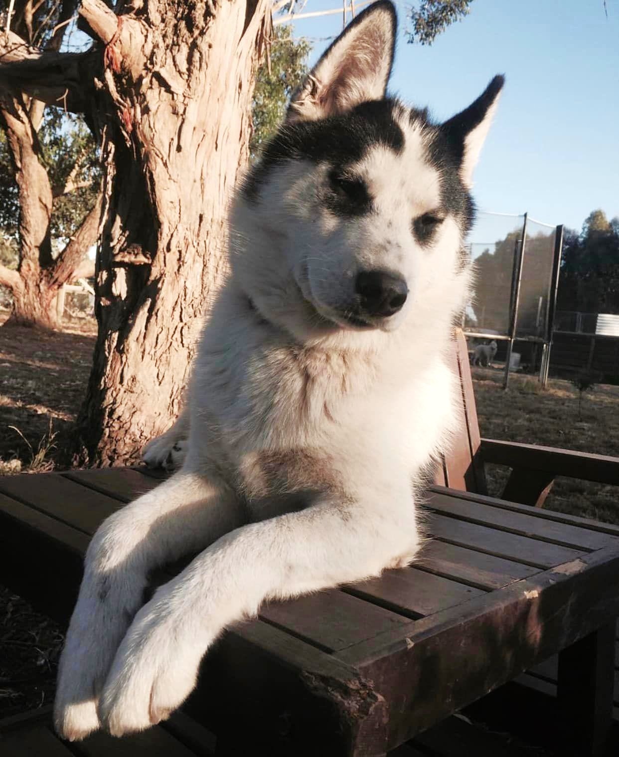Siberian Husky Rescue, Australia
