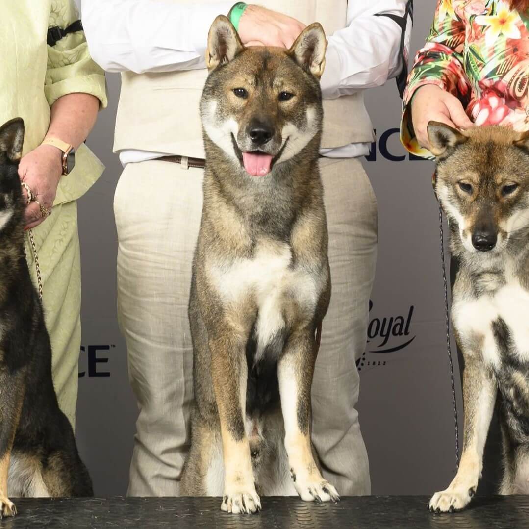 Ch Kaze-Komachi vd Egmato (IMP HUN) Shikoku - Owned by Katherine Jolly