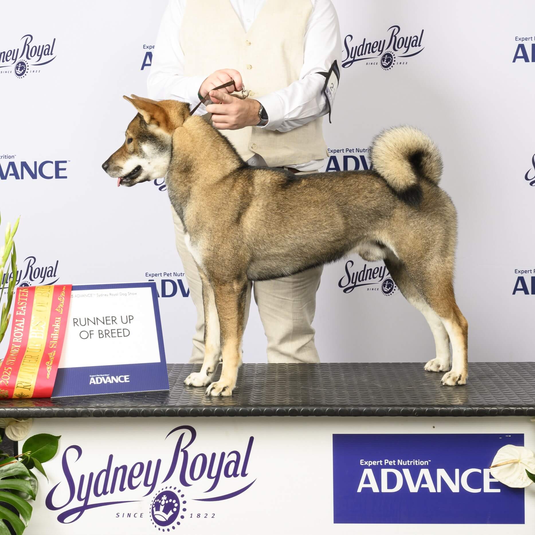 Ch Kaze-Komachi vd Egmato (IMP HUN) Shikoku - Owned by Katherine Jolly