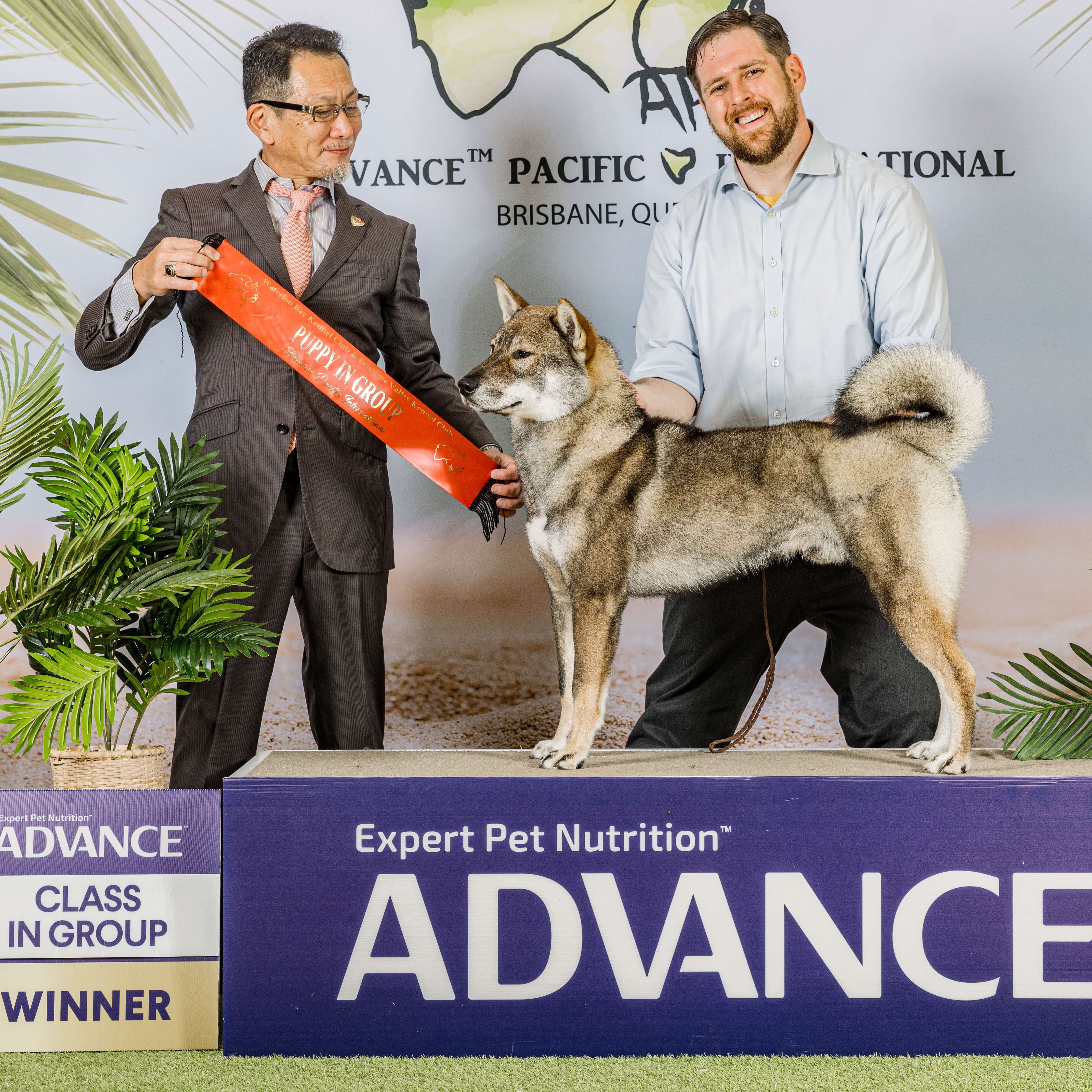 Ch Kaze-Komachi vd Egmato (IMP HUN) Shikoku - Owned by Katherine Jolly