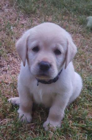 Labrador Retriever Puppies for Sale