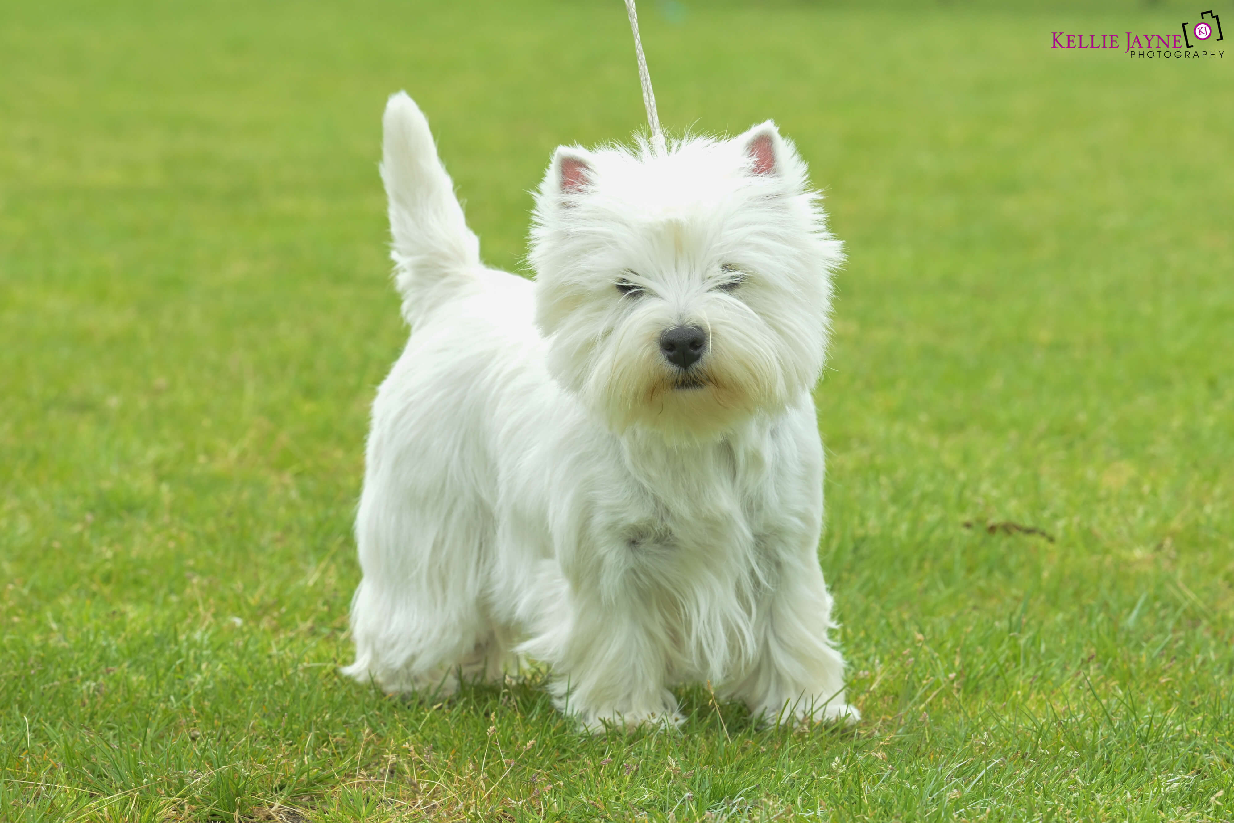 Grand Ch Devnik Highland Heather West Highland White Terrier - Owned by ...