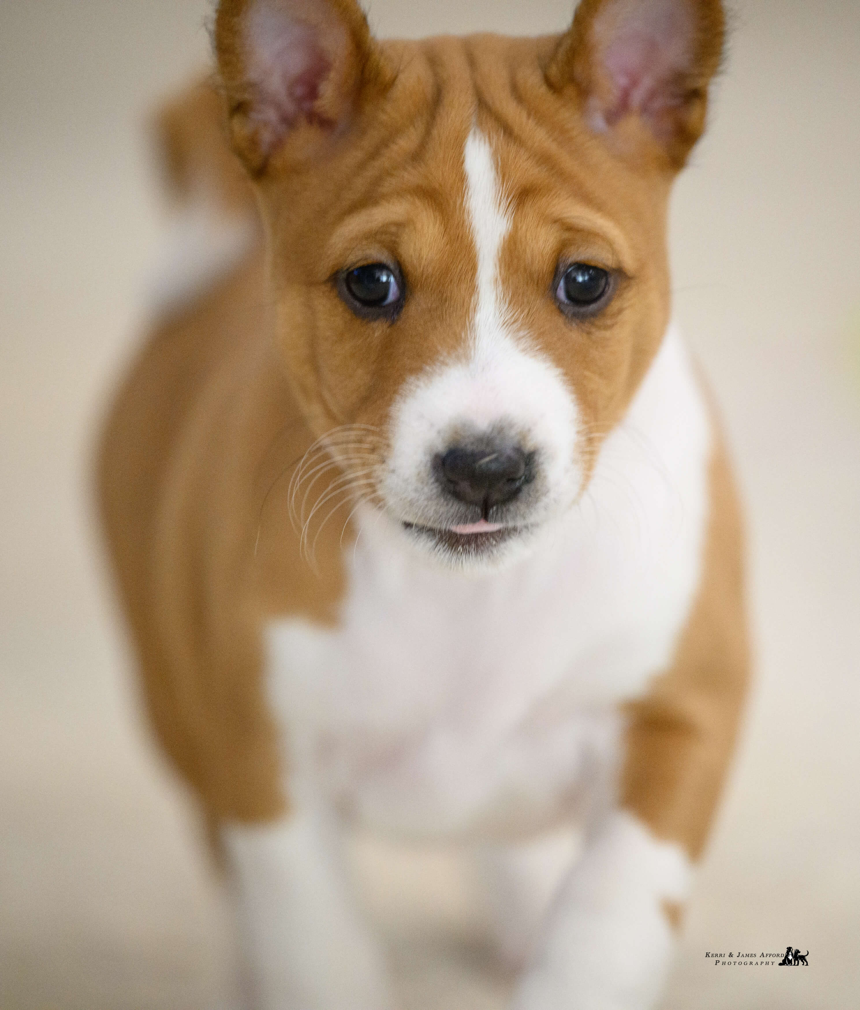 Maasenji Moorooroo Basenji - Owned by Nichole Maassen