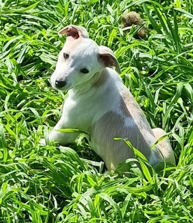 Whippet Puppies for Sale
